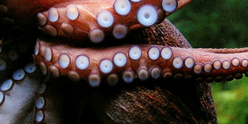Madagascar octopus fishery launches FIP | Intrafish