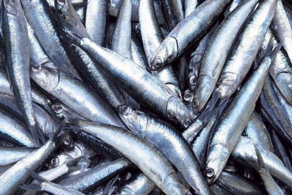 Peru anchovy harvest surpasses 1 million tons | Intrafish