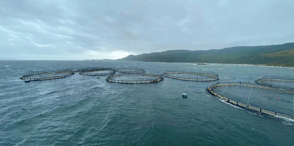 Nær 50.000 Mowi-laks på rømmen i Skottland