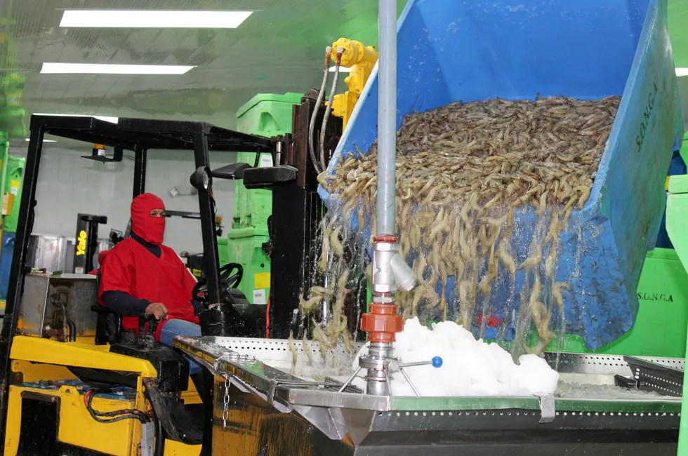 Ecuador shrimp industry emerges largely unscathed after nationwide ...