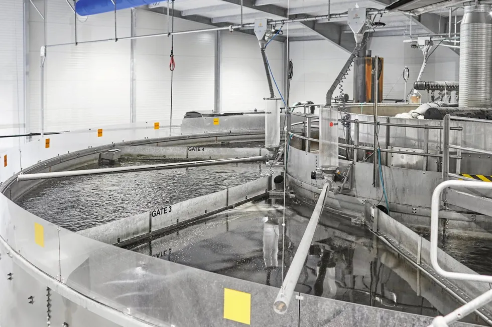 Oman shrimp farm project hires COO | Intrafish