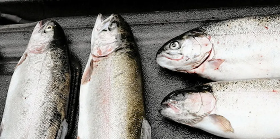 Newfoundland trout farm loses fish in unusual transportation mishap ...