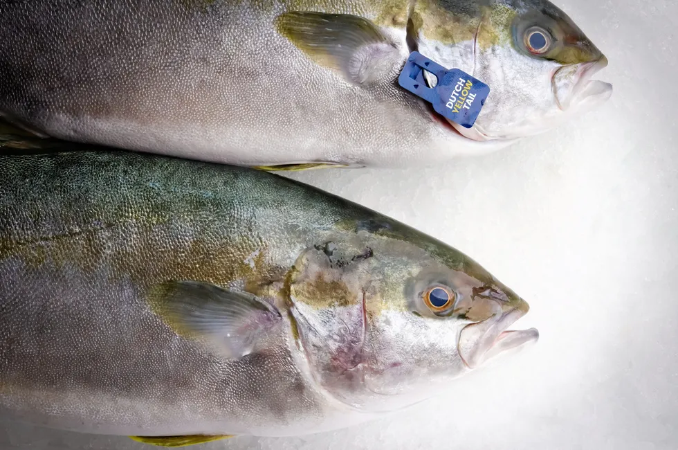 The Kingfish Company boosts Q2 sales after entering new markets | Intrafish
