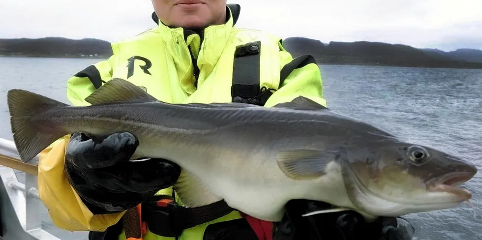 A decade after collapse, cod farming is back. Can the industry get it ...