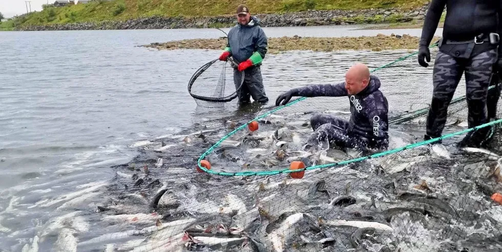 Invasion? Unwanted pink salmon popping up in new areas in greater ...