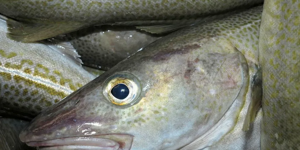 Barents Sea cod, haddock longline fishery enters MSC assesment | Intrafish
