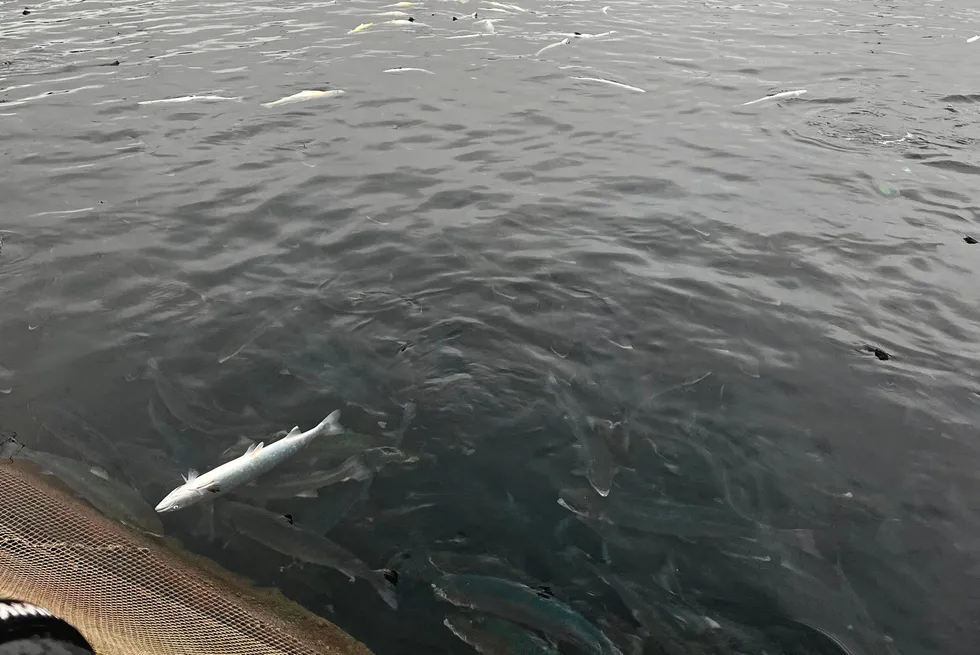 Leroy Seafood loses 14,000 farmed salmon in escape | Intrafish