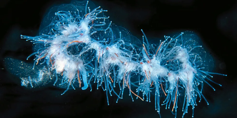 Jellyfish and viral disease behind record salmon mortality in Norway ...