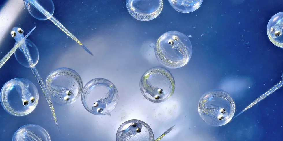 Aqua-Spark adds water treatment innovator, hatchery feed pioneer to ...