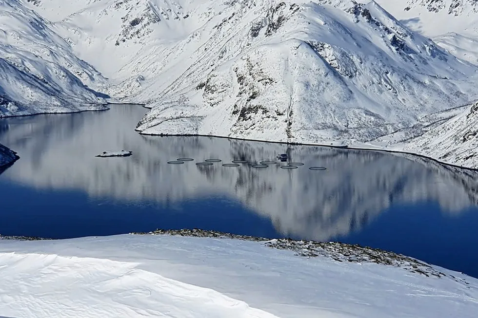 Salmon farmer Cermaq to cull 900,000 fish due to infection | Intrafish