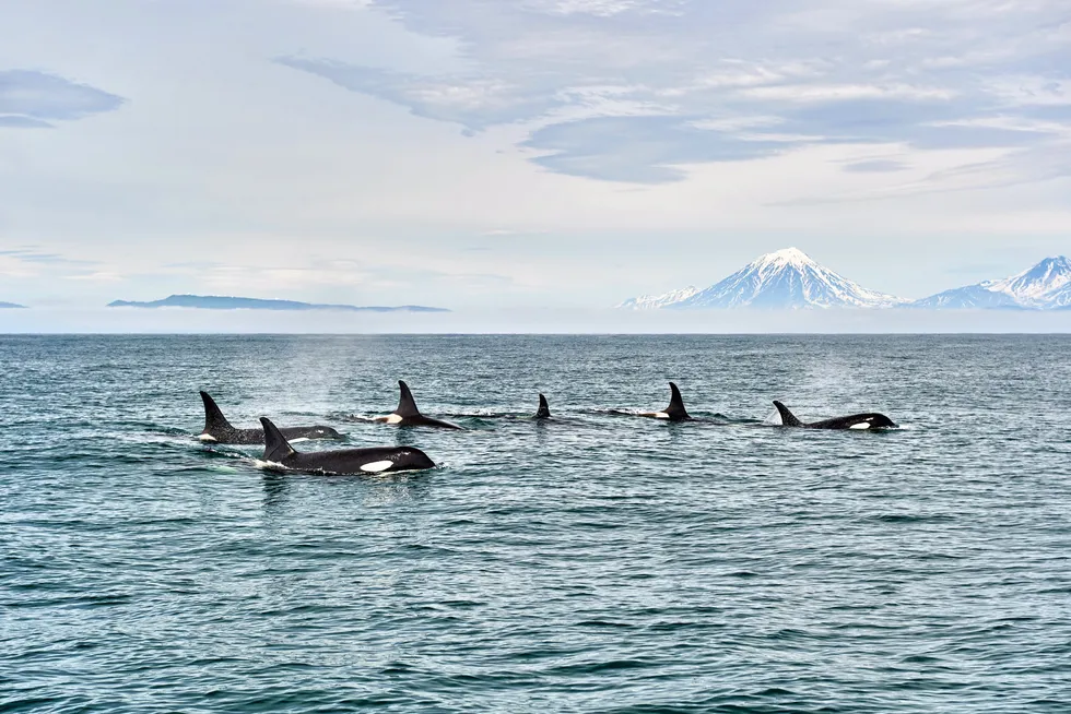 Alaska groundfish fleet testing new killer whale deterrents | Intrafish