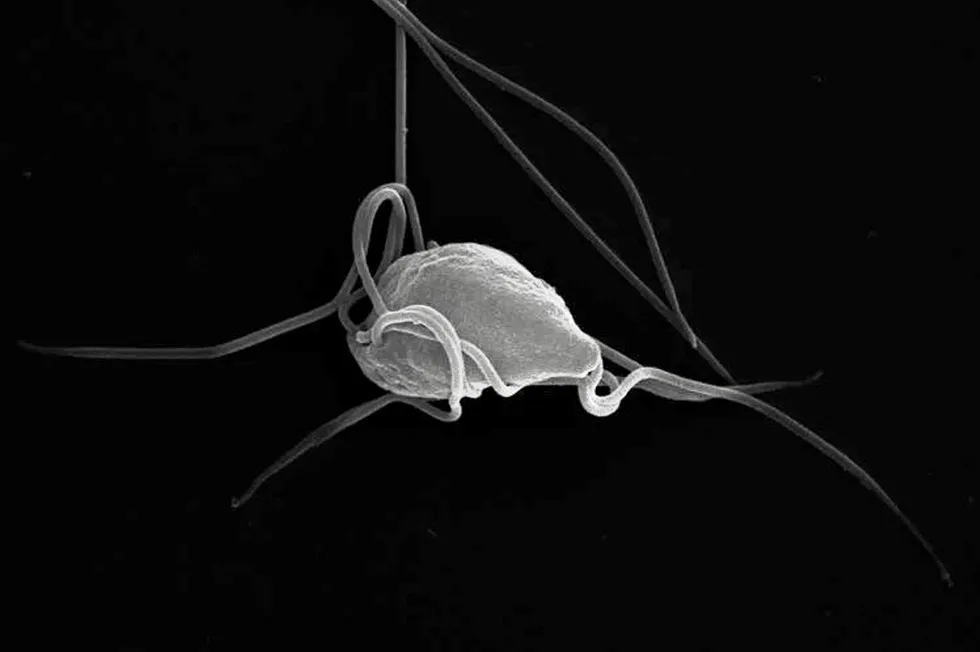 This tiny parasite has cost salmon farmer Grieg Seafood $86 million ...