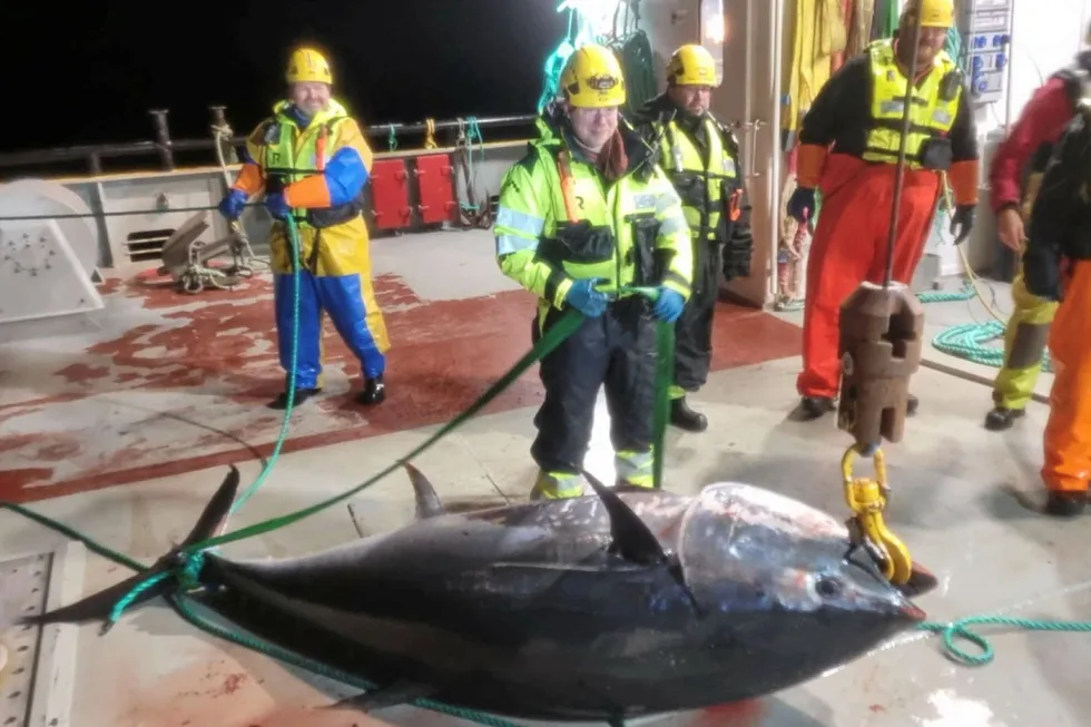 What happens when a 330 kg bluefin tuna finds its way into a salmon ...