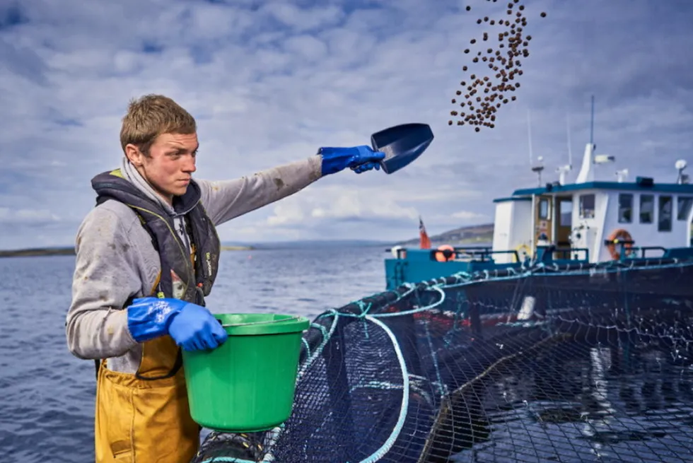 Cooke, Thistle Seafoods among winners in new round of Scottish ...