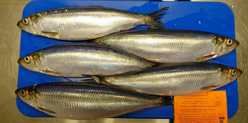 Høstens sildefiske har fått en forsiktig start med tre fangster fra tre ...