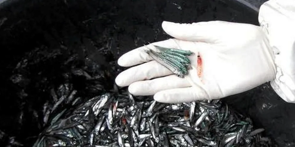 Ny metode kan gi svar på hvor mye det er av «framtidens fiskeressurser ...