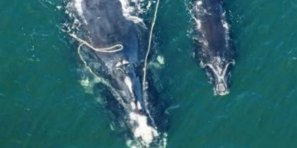 NOAA: Whale entanglements down, but fishing gear remains a threat ...