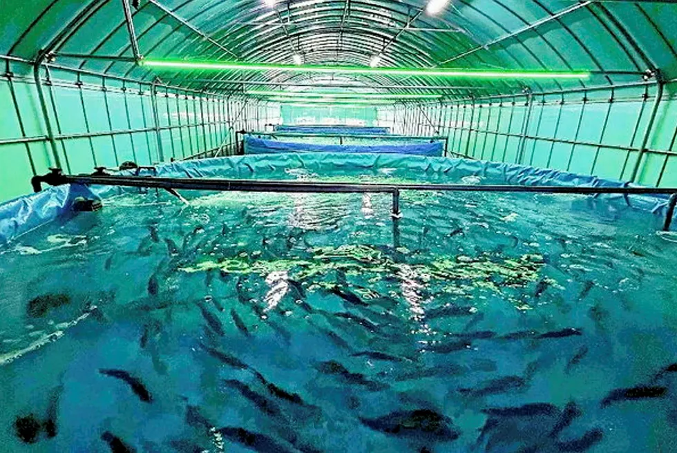 Land-based salmon farming: How do flow-through systems stack up against ...