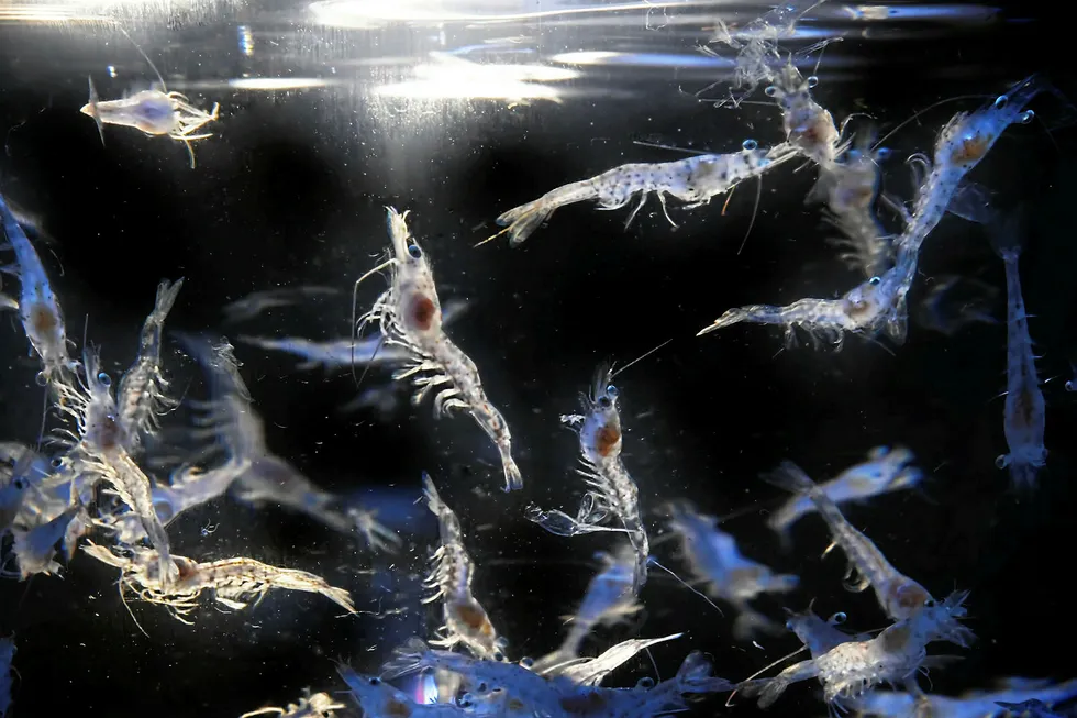 Turkish shrimp specialist plans post larvae production | Intrafish