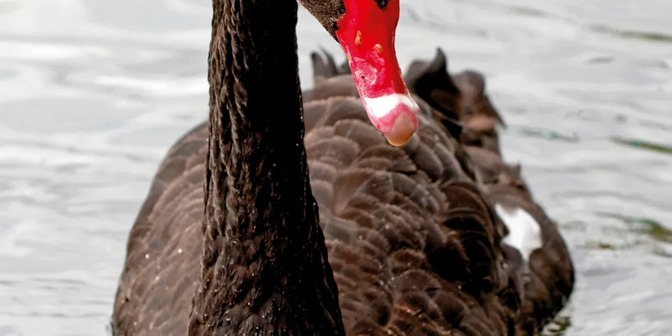 Ikke sorte svaner, men kanskje våtere og villere?