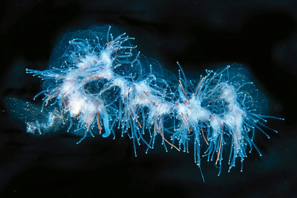 Increasing sightings of deadly jellyfish have Norway salmon farmers on ...