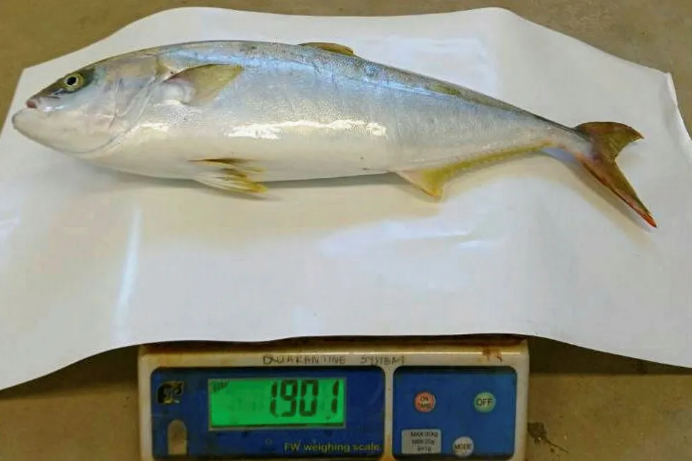 South African land-based yellowtail farm sees 'unprecedented' growth ...