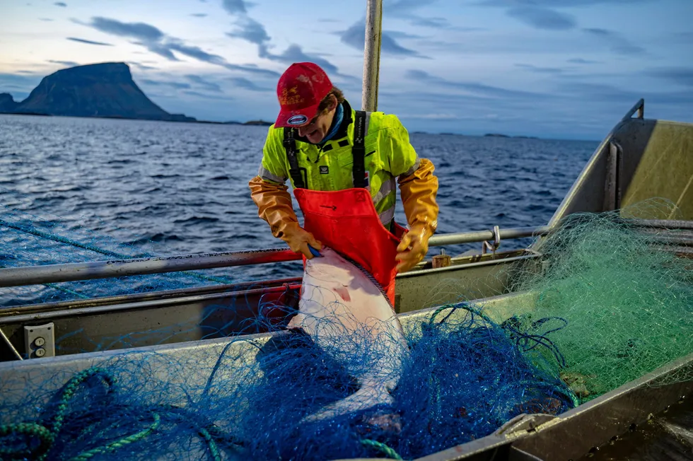 Rekordfiske etter kveita – nå kommer kvoteråd og strengere reguleringer ...