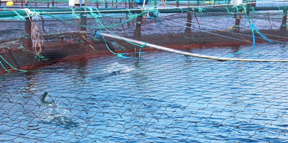 Fiskeridirektoratet i gang med et større tilsyn med Mowi i Agder etter ...