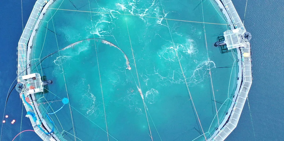 Singapore invites tenders for closed containment fish farms in national ...