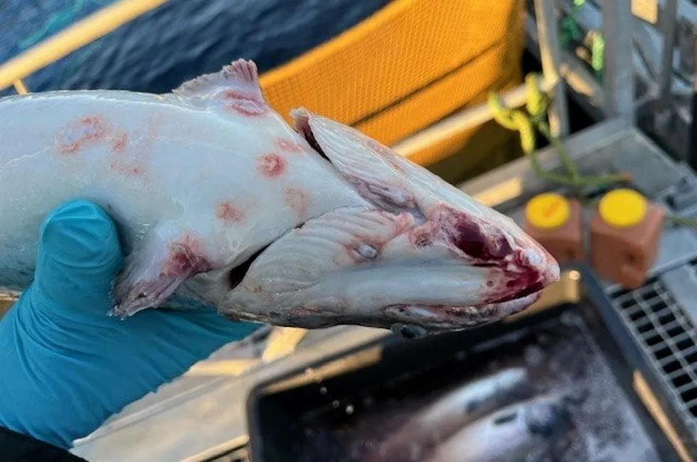 Norway warns salmon farmers of rising jellyfish attacks | Intrafish