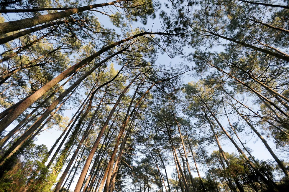 Chevron launches its first carbon offset project | Upstream