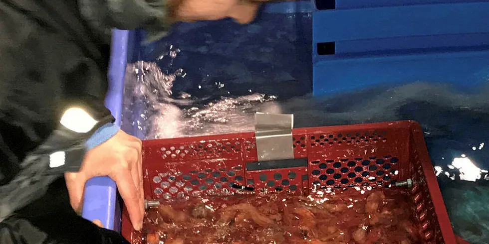 Teinefiske etter reke er mulig å få til, men det stopper på land ...