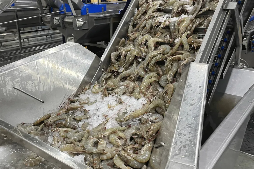 Rabobank: Global shrimp market recovery talk premature | Intrafish