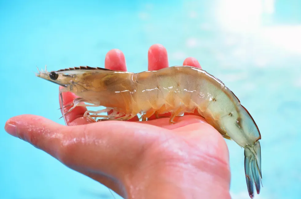 Indoor shrimp farming poised for growth after breeding breakthrough ...