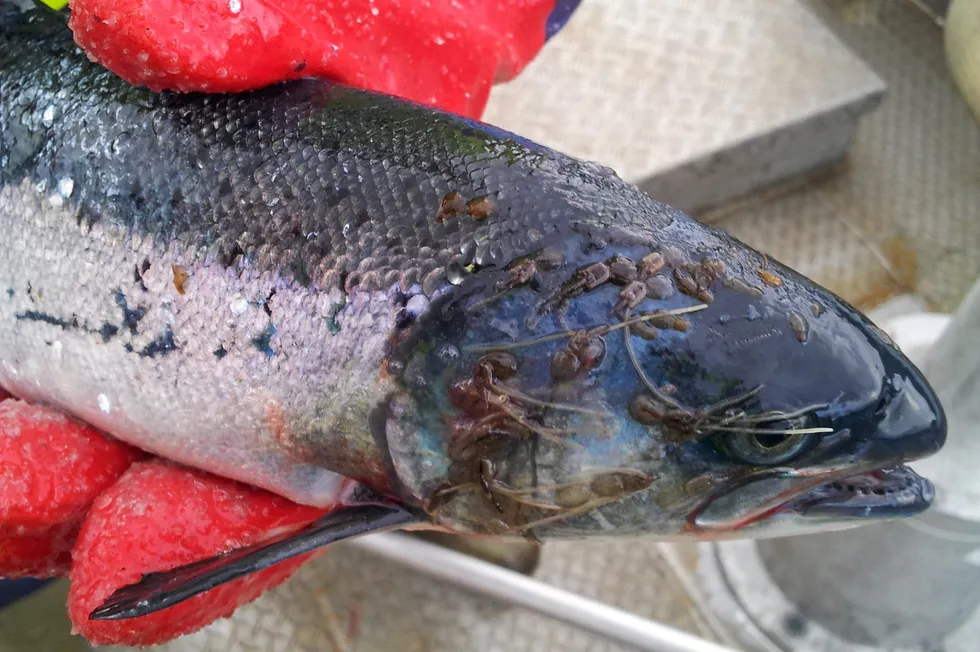 Authorities concerned over 'explosive increase' in sea lice levels in ...