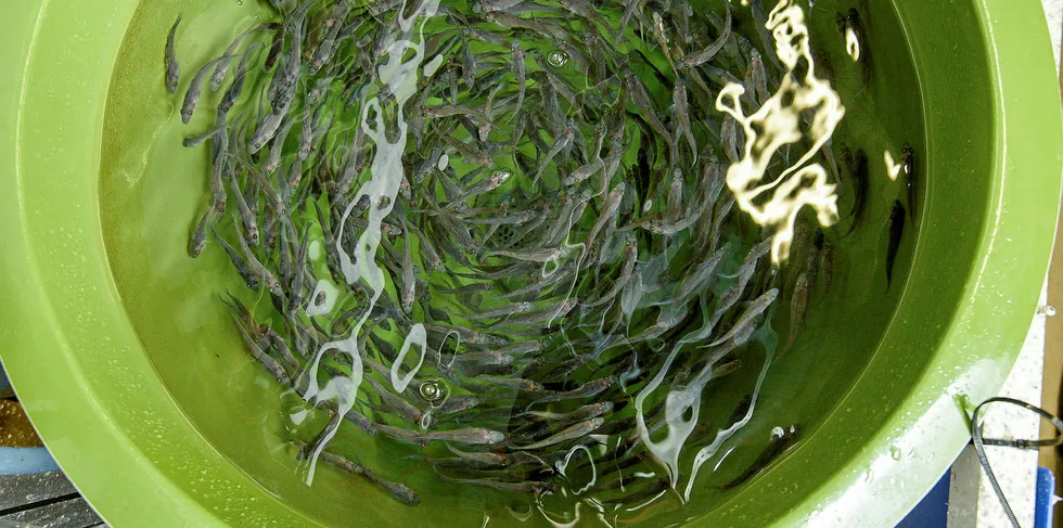 More farmed cod coming on the market | Intrafish