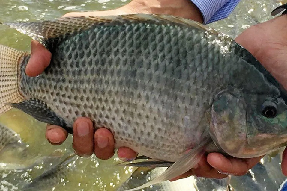 Brazilian tilapia producer Tilabras aims to double production in 2021 ...