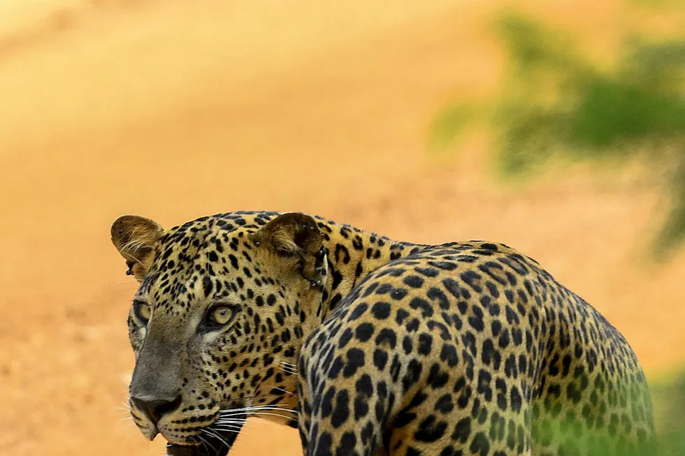 Spot on: Total makes 'significant' gas discovery at Luiperd well off ...