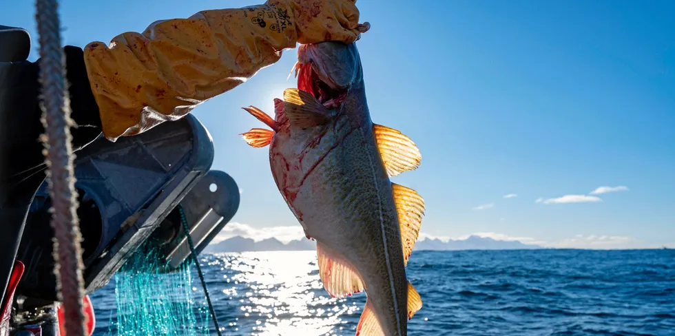 Skreien fortjener å bli behandlet som en superstjerne | Fiskeribladet