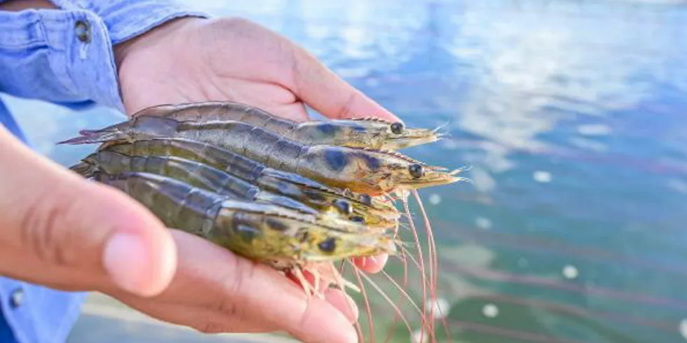 UK's first industrial RAS shrimp farm ‘ready to launch at scale ...