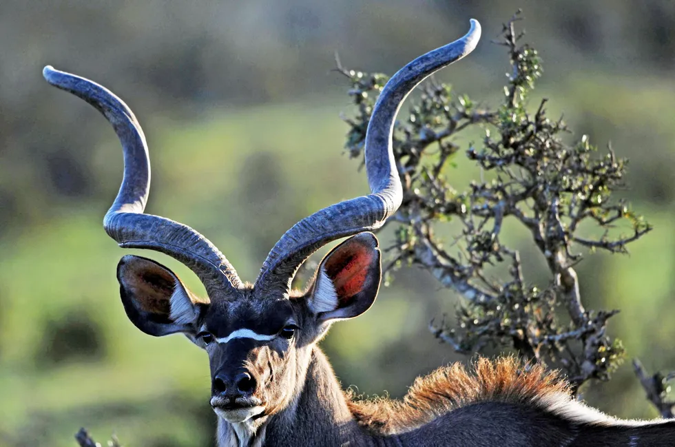‘Light at the end of tunnel’: Major revamp of Namibia’s Kudu project ...