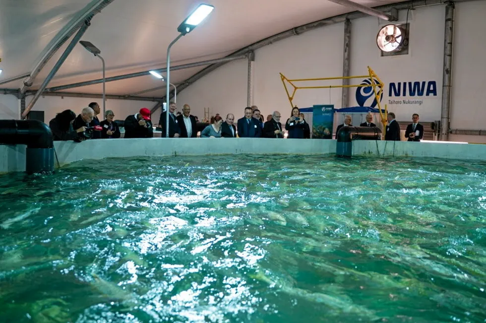 New Zealand launches first land-based kingfish farm | Intrafish