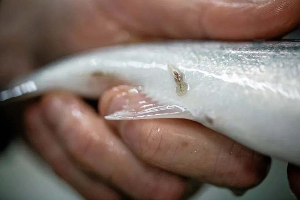 Report estimates more than 160 million sea lice larvae hatch every hour ...