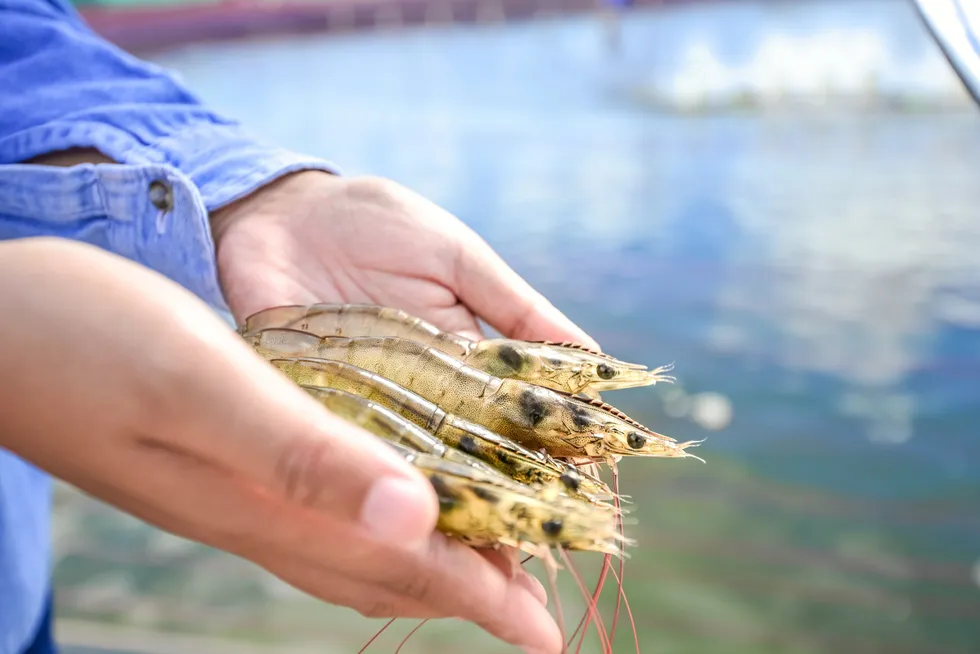 UK land-based shrimp farm secures investment to scale up operations ...