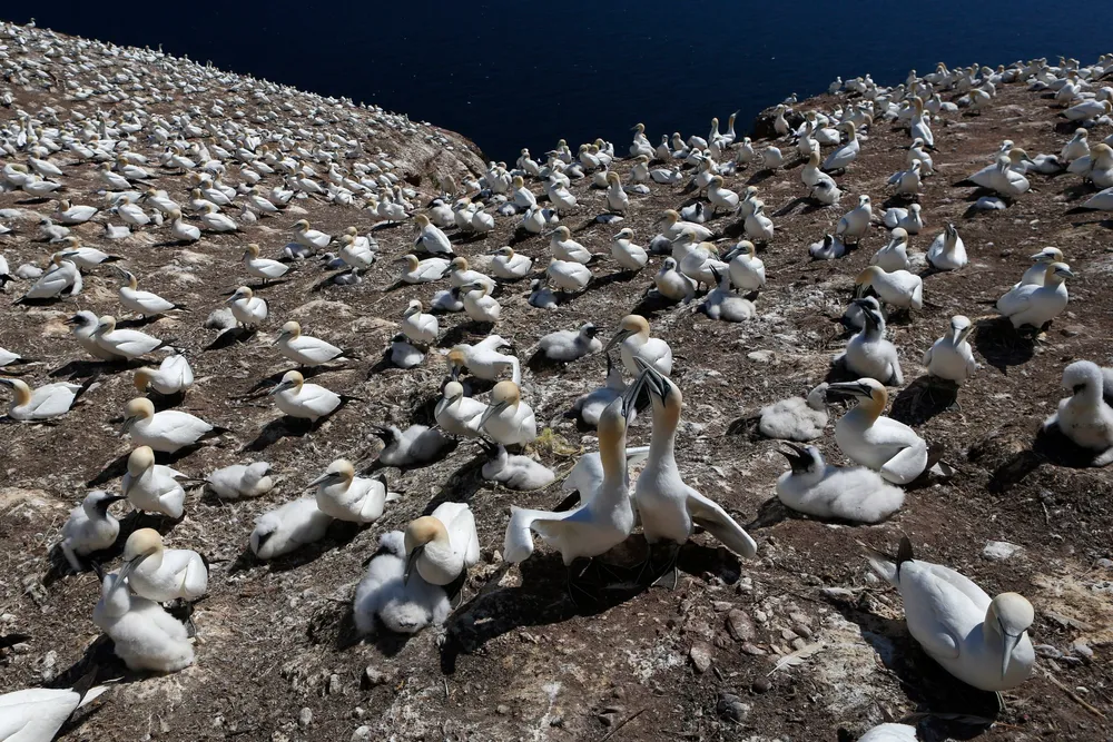 Tiny Pacific volcanic island only inhabited by seabirds emerges with ...