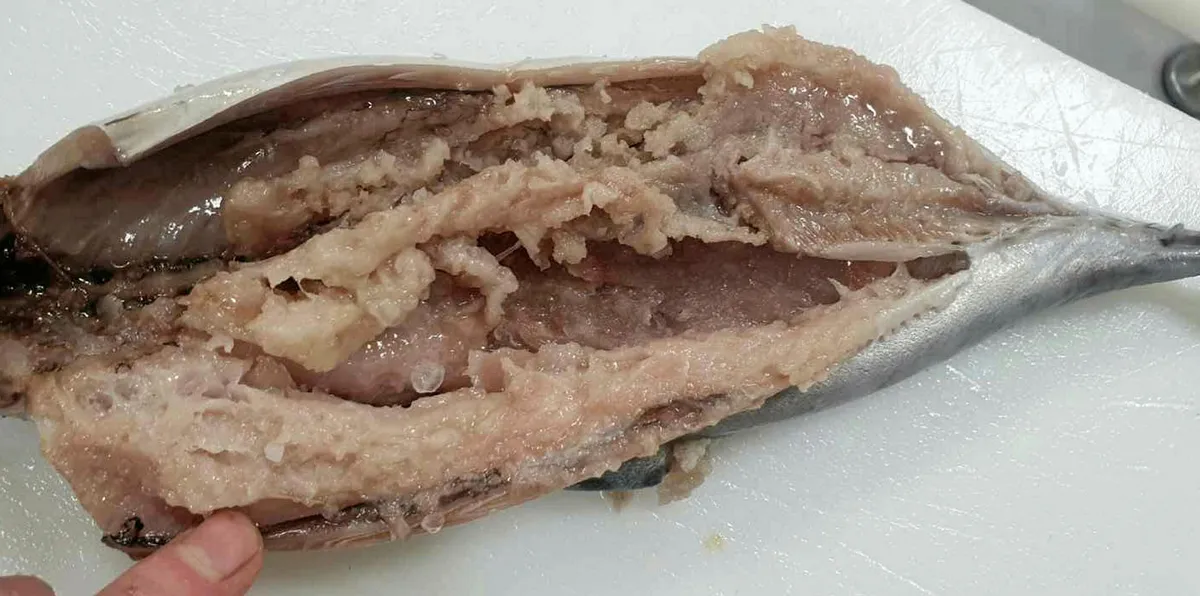 Katastrofalt at makrellen er blitt «geléfisk» | Fiskeribladet