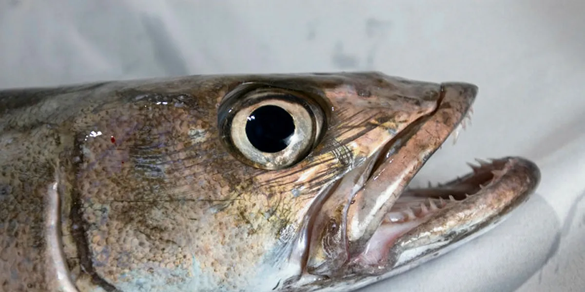 Falklands' toothfish fishery re-certified by MSC | Intrafish