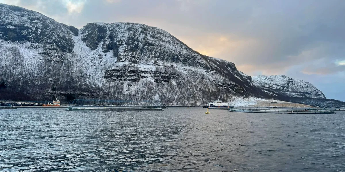 Anslår at over 22.000 torsk rømte fra Norcod-anlegg