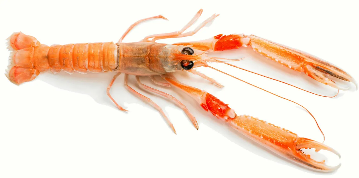 Will plastic packaging made from shellfish waste make it to the market ...