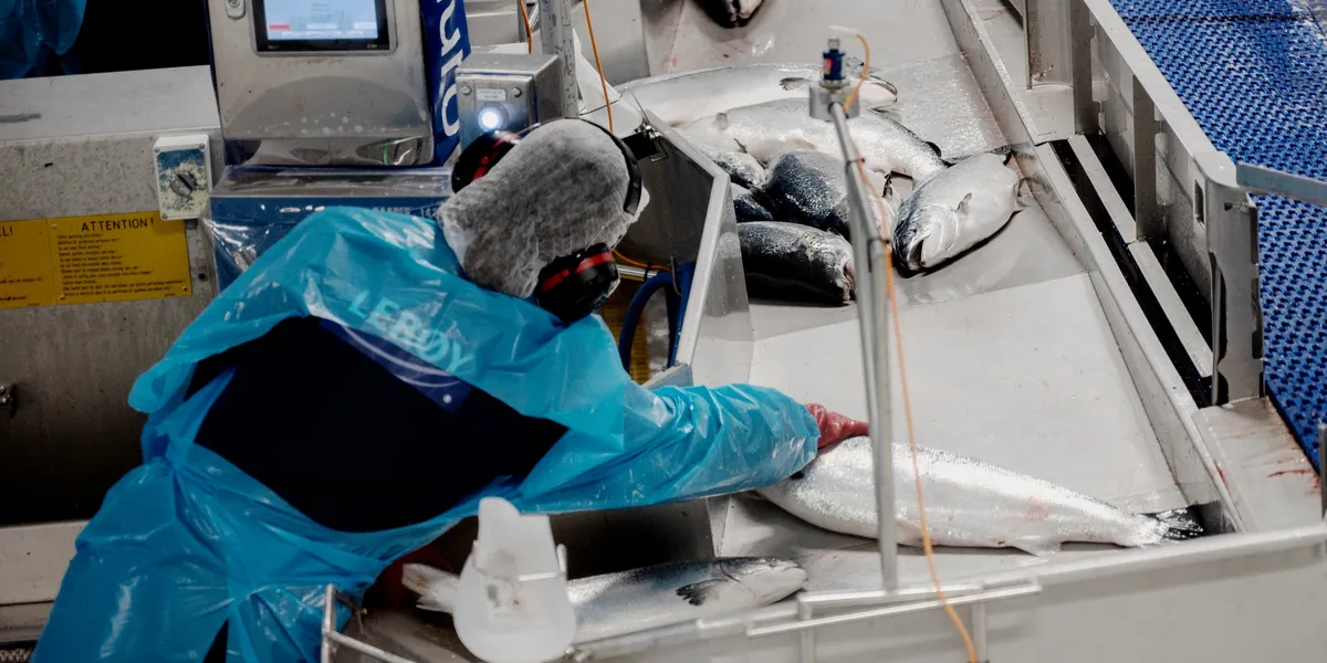 Salmon market saturated; Norwegian fish prices nosedive | Intrafish